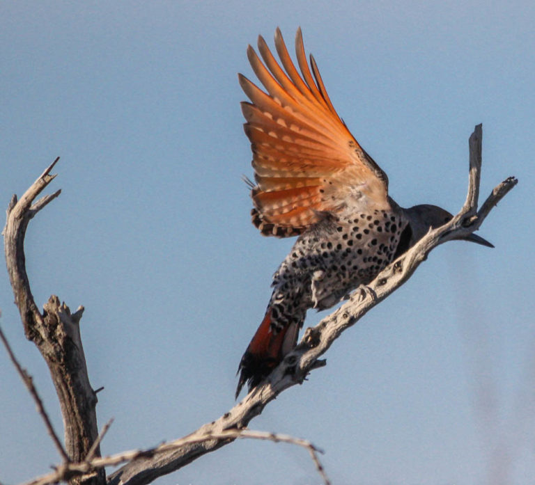 RiverScene Magazine | red-shafted-flicker-aka-northern-flicker-2