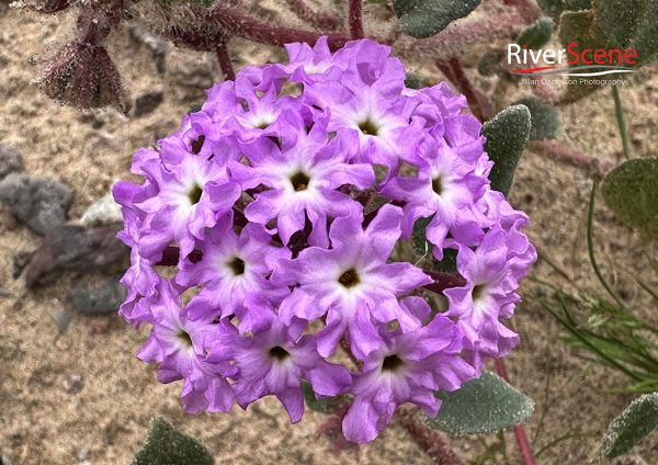 RiverScene Magazine | The Mysterious Desert Reveals Its Colors In the ...