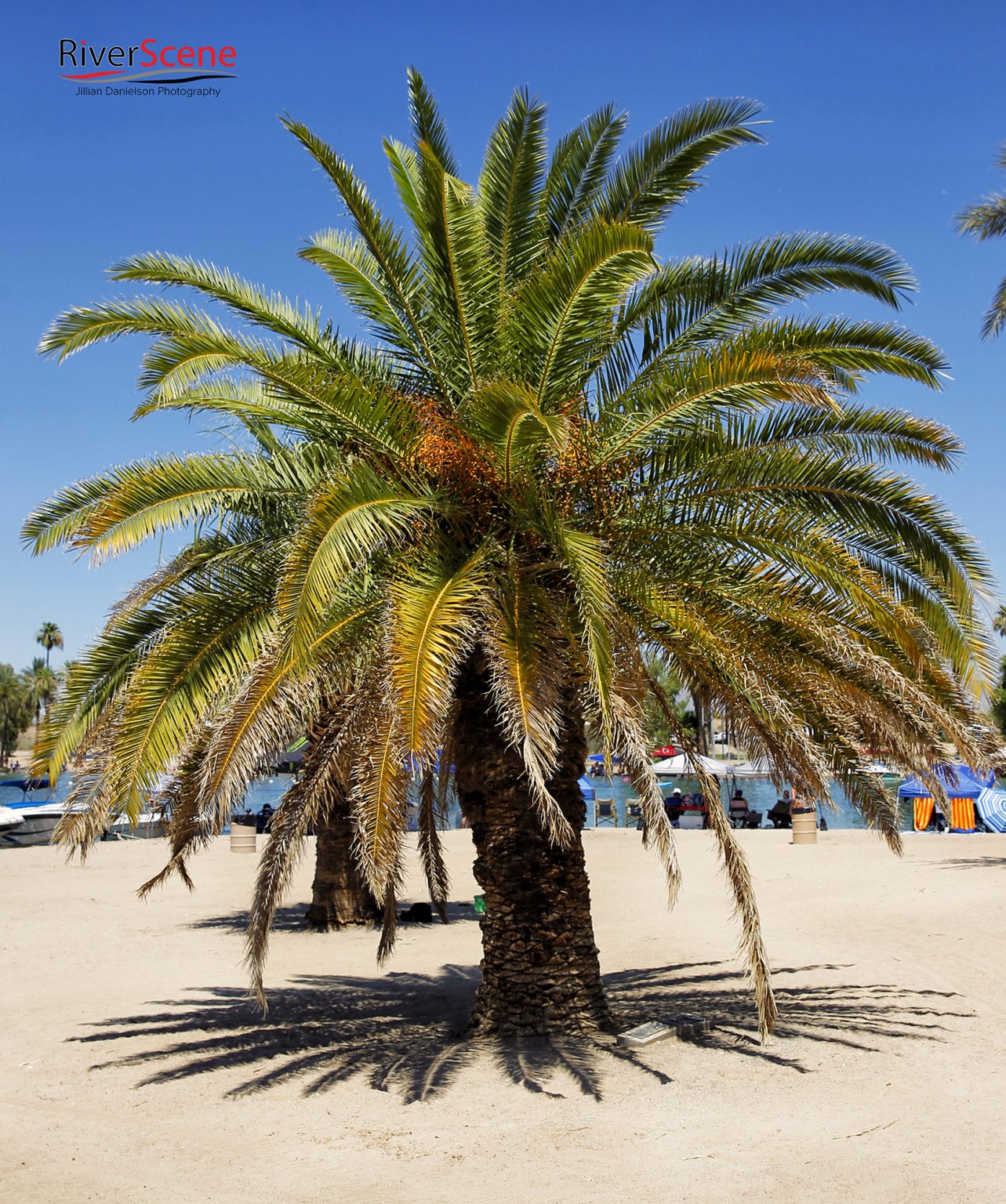 RiverScene Magazine | Exploring Havasu: Palm Trees in Paradise