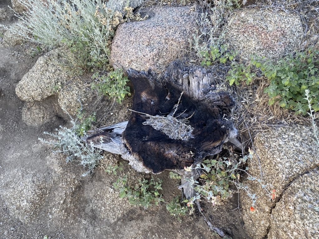 RiverScene Magazine | Remembering The Yarnell Hill Fire 10 Years Later